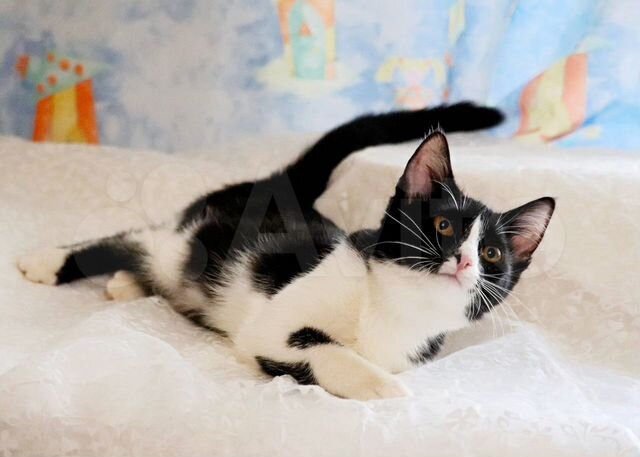 Кошка котенок