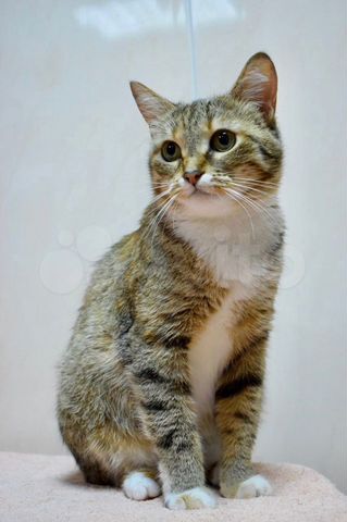 Кошечка Софа 1,5 года