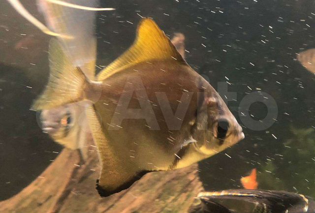 Монодактил Серебрянный цена договорная