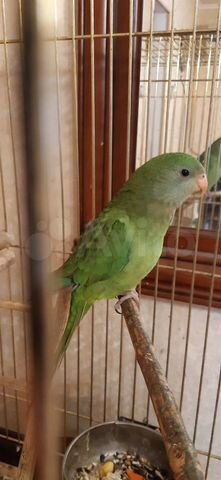 Попугай баррабандов ручной - купить в Севастополе