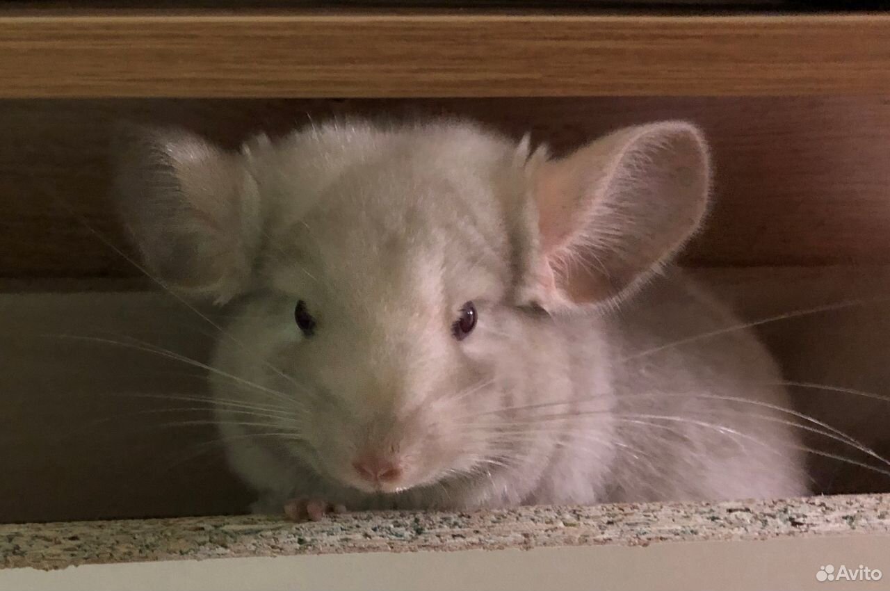 Шиншилла, девочка, гомобеж