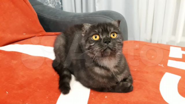 Кошка вислоухая в добрые руки