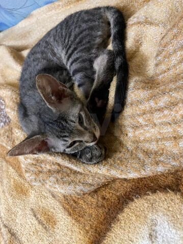 Донской сфинкс котята