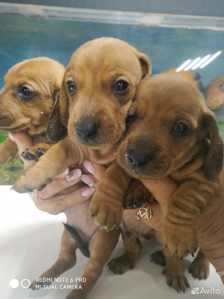 Карликовые таксята