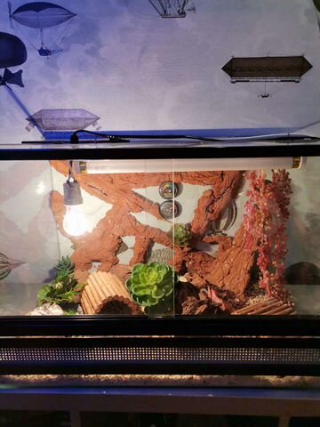 Бородатая агама с терариумом и боксом для пищи