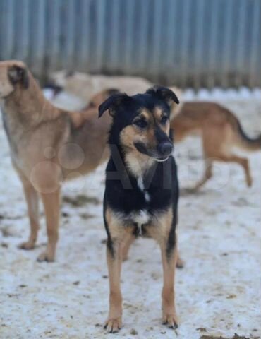 Маленький Рэм в дар