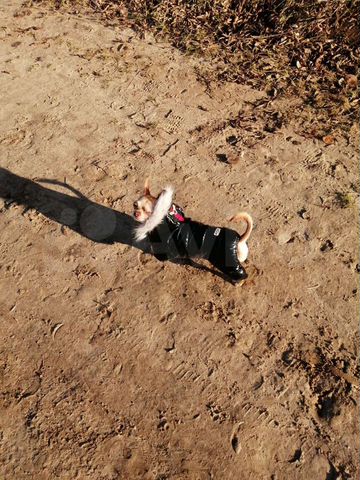 Вязка Чихуах все прививки есть 2г