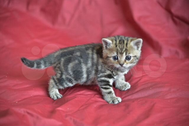 Шотландкие кошечки