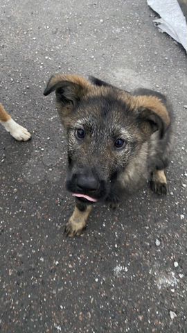 Щенок 4 месяца Девочка милашка