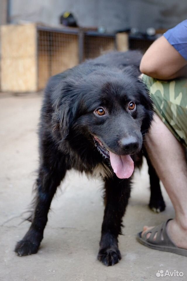 Серьезная собака Черныш для охраны территории