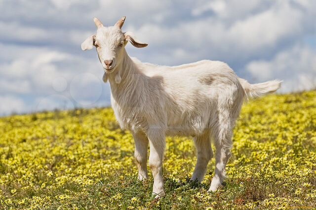 Продам козу и козлят