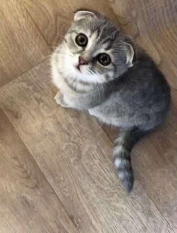 Шотландские вислоухие котята