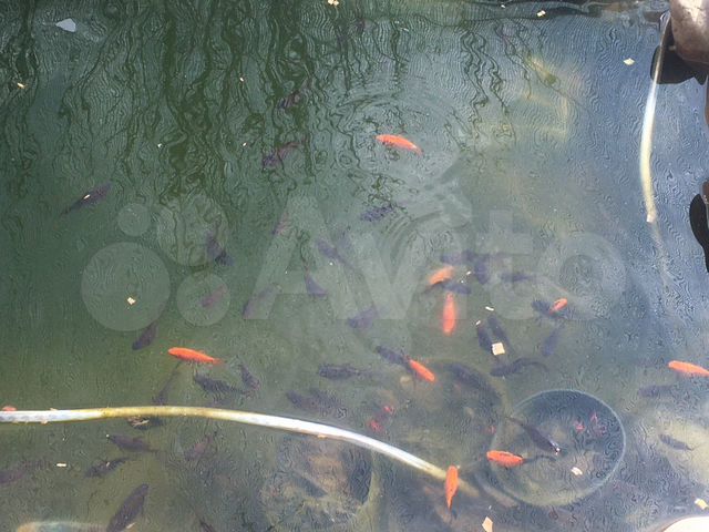 Прудовые рыбки