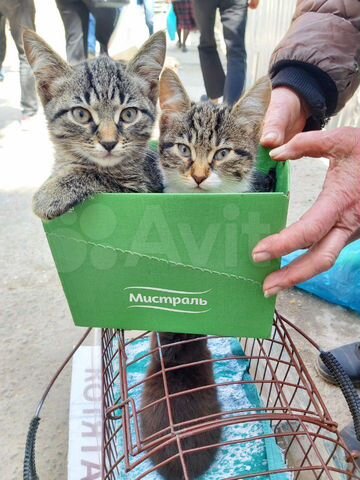 Котята двухмесячные