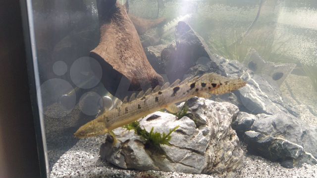 Полиптерус эндлихера