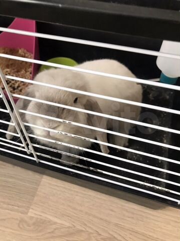 Карликовый вислоухий кролик