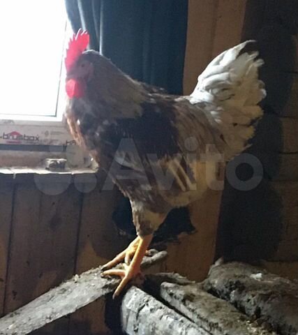 Молодой петух