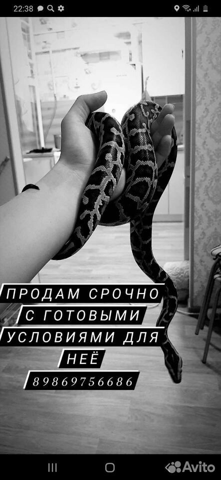 Тигровый питон