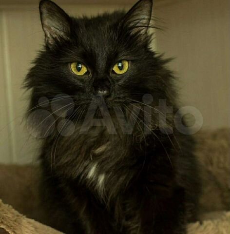 Тутси ищет доброго человека