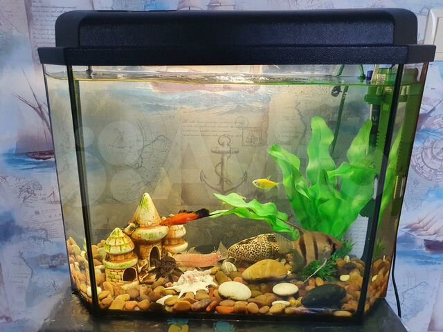 Аквариумные рыбки и аквариум