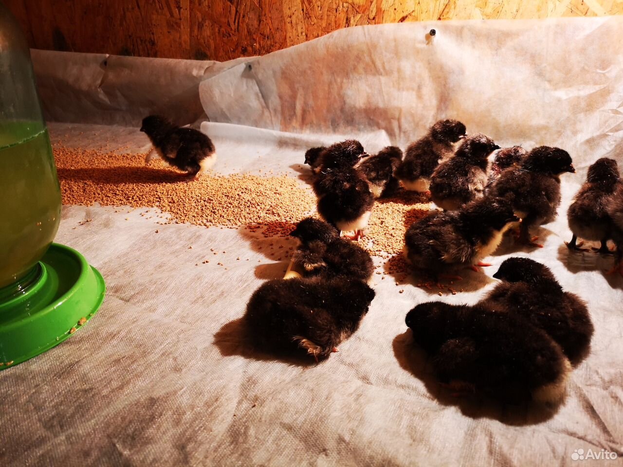 Цыплята чёрно-медный Маран
