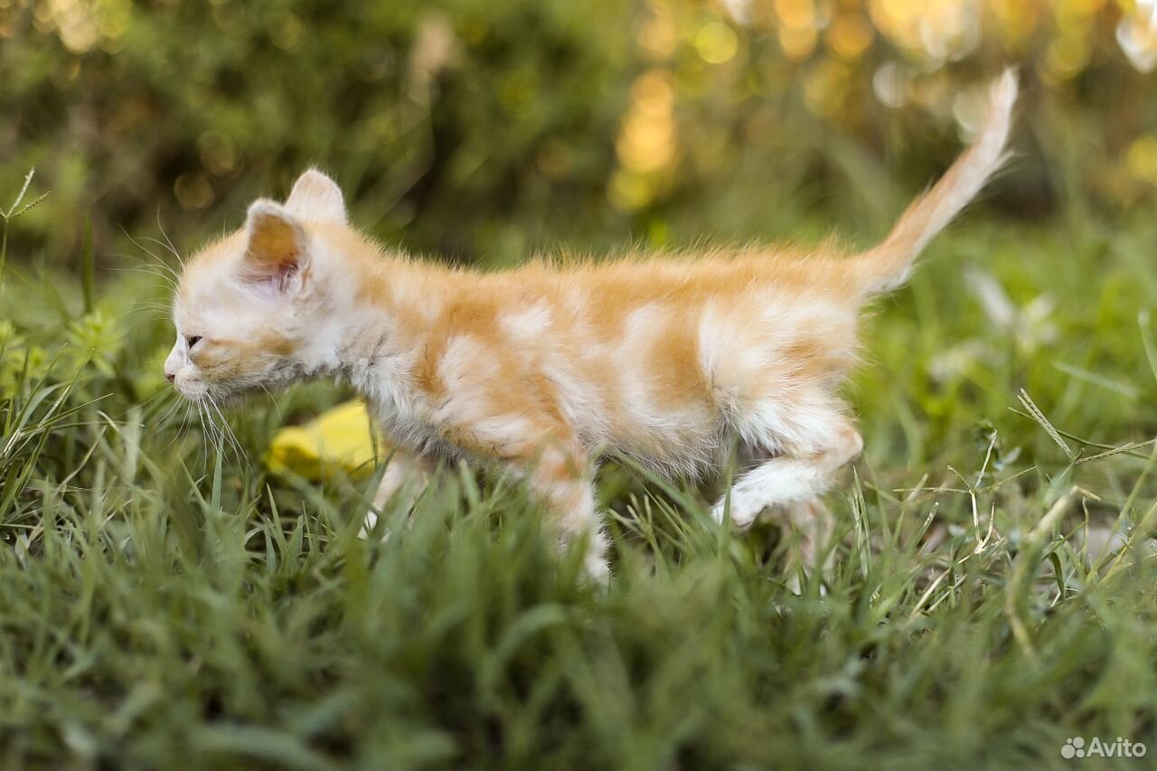 Мраморный рыжий котенок, мальчик