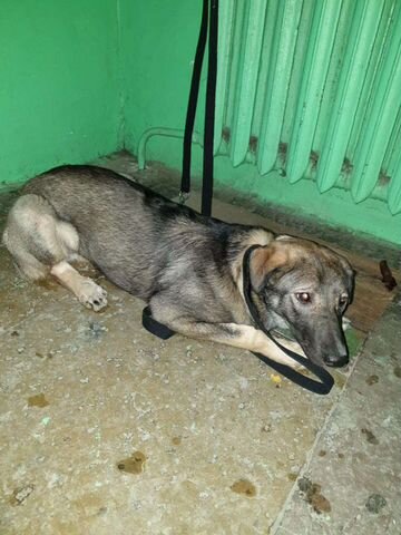 Щенульку Зою бросили, очень нужен дом