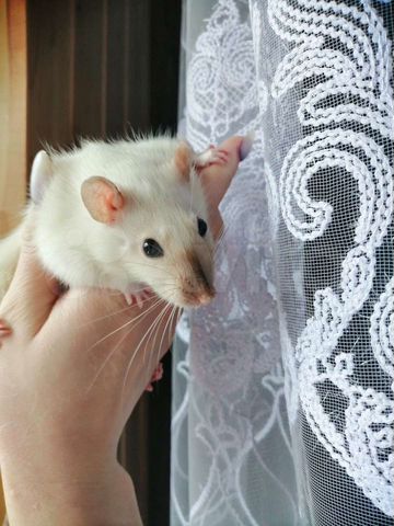 Крысы бесплатно в хорошие руки