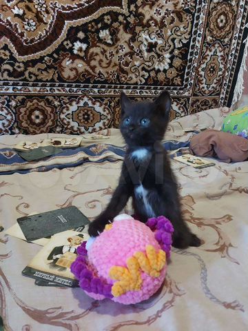 Кошки