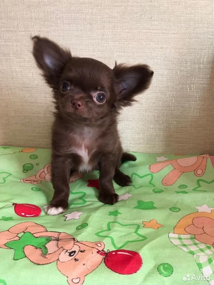 Щеночек чихуахуа, девочка
