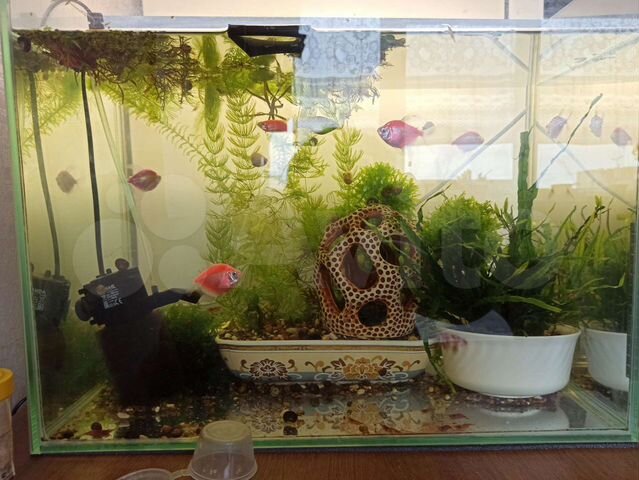 Аквариум со всем вместе