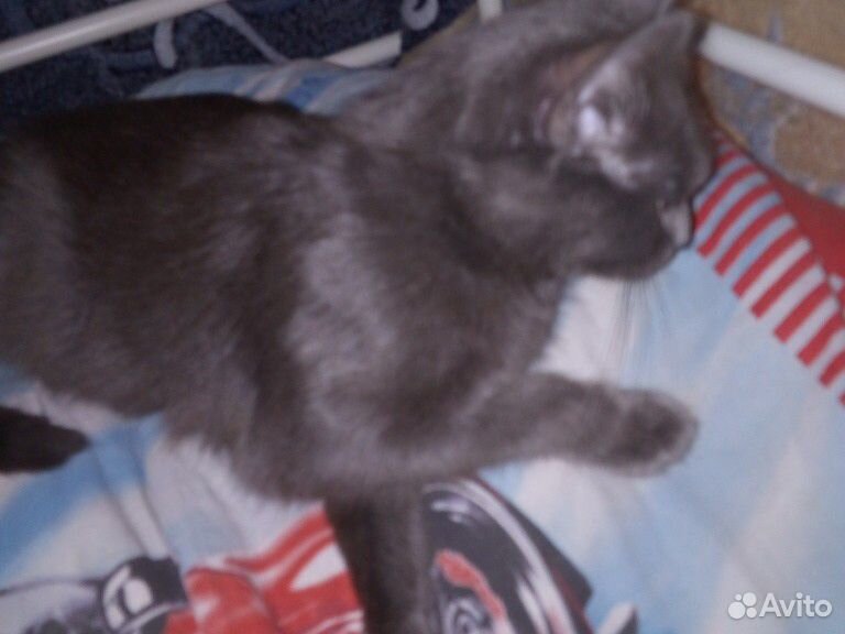 Кошка голубая Себирская