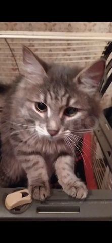 Котенок фенотип норвежской лесной