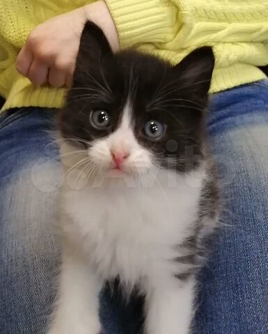 Котенок Франтик 1,5 мес