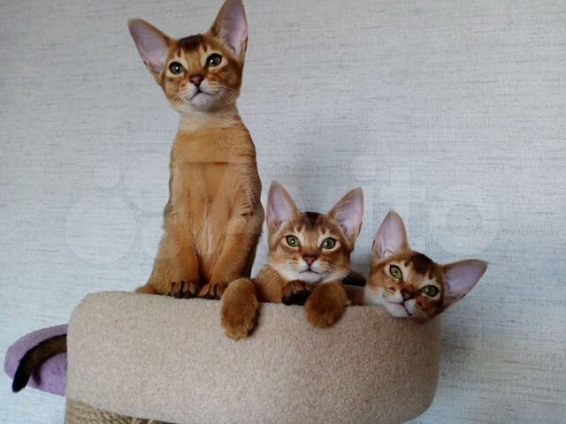 Абиссинские девчонки