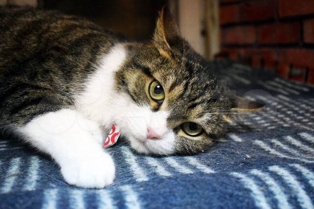 Котик Томас 1,5 года ищет семью