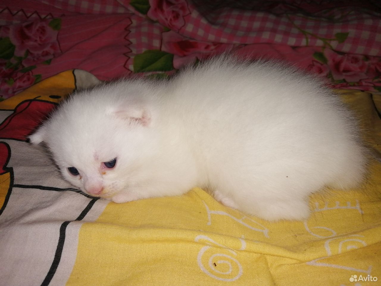 Белоснежно белый котенок