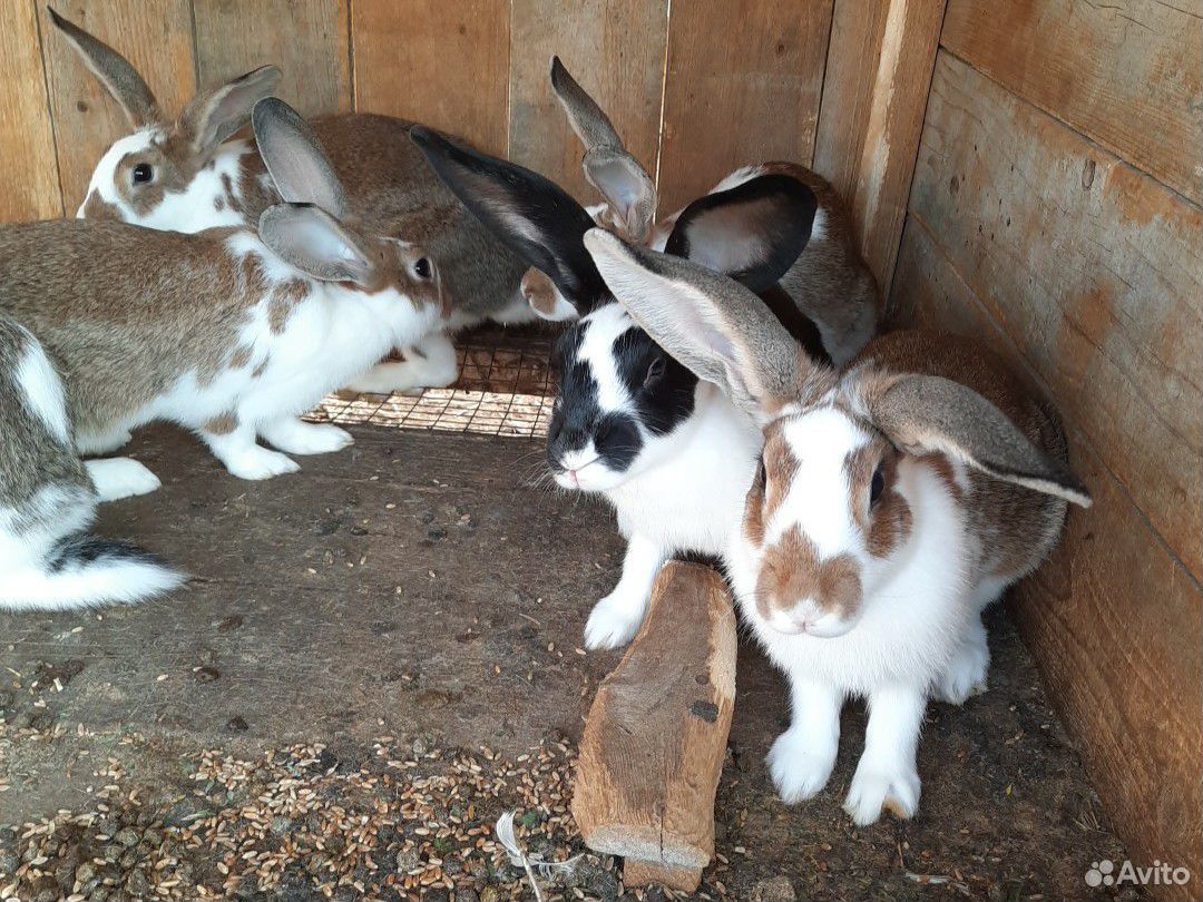 Молодые крольчихи