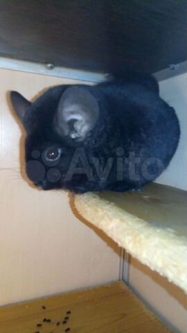 Шиншиллы мама с дочкой