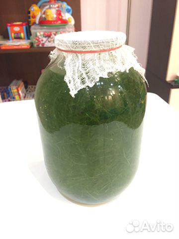 Водоросли для аквариума