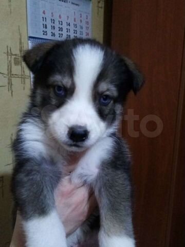 Щенки хаски