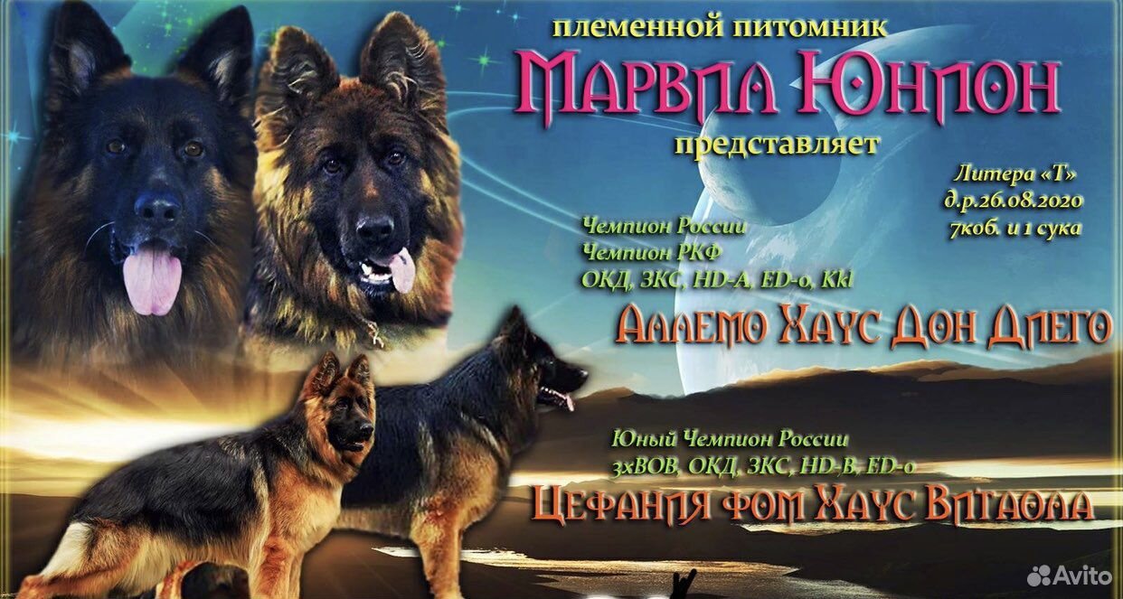 Щенок немецкой овчарки д. ш