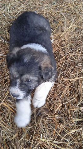 Собака в добрые руки щенок