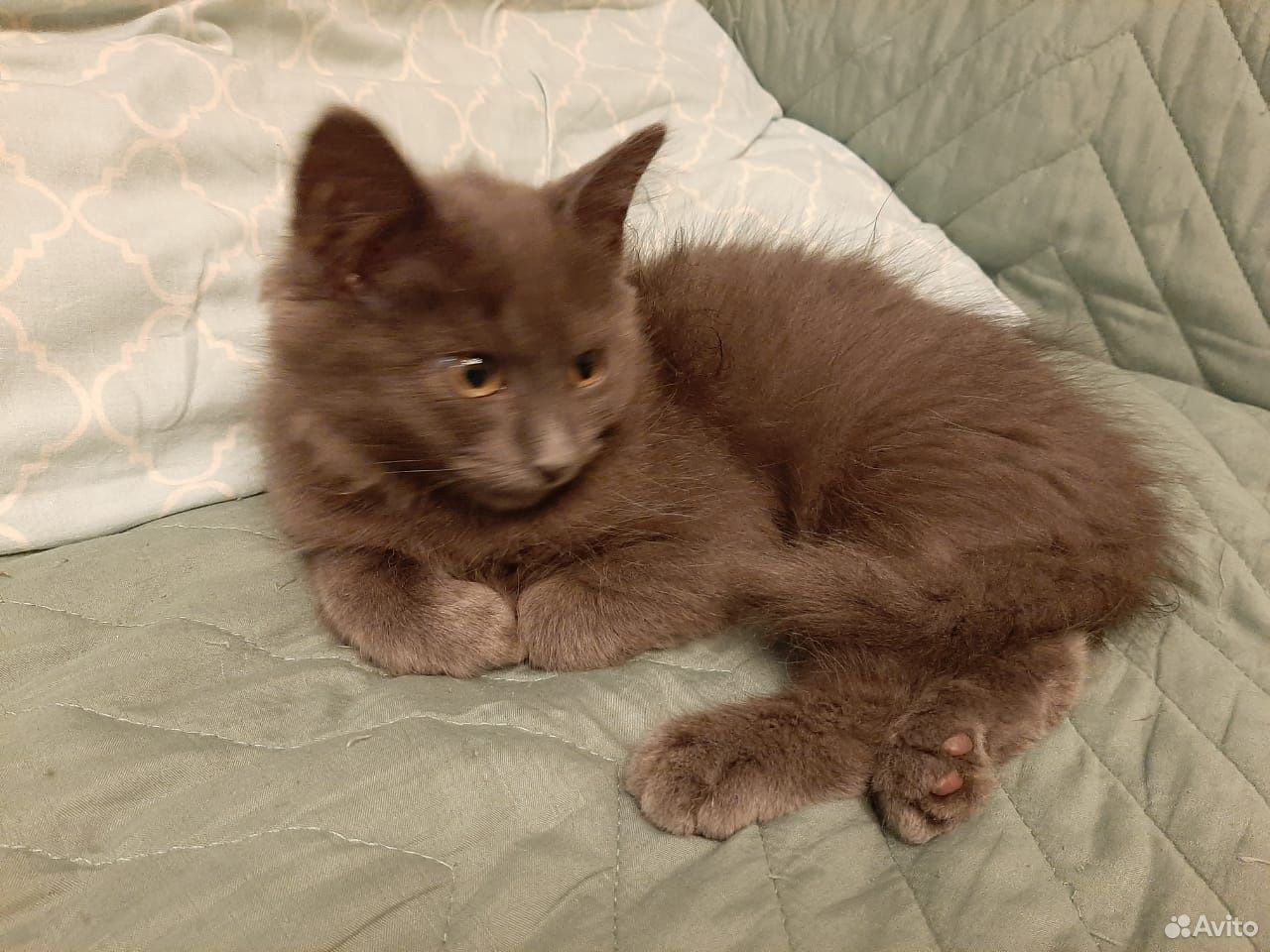 Котёнок мальчик в добрые руки