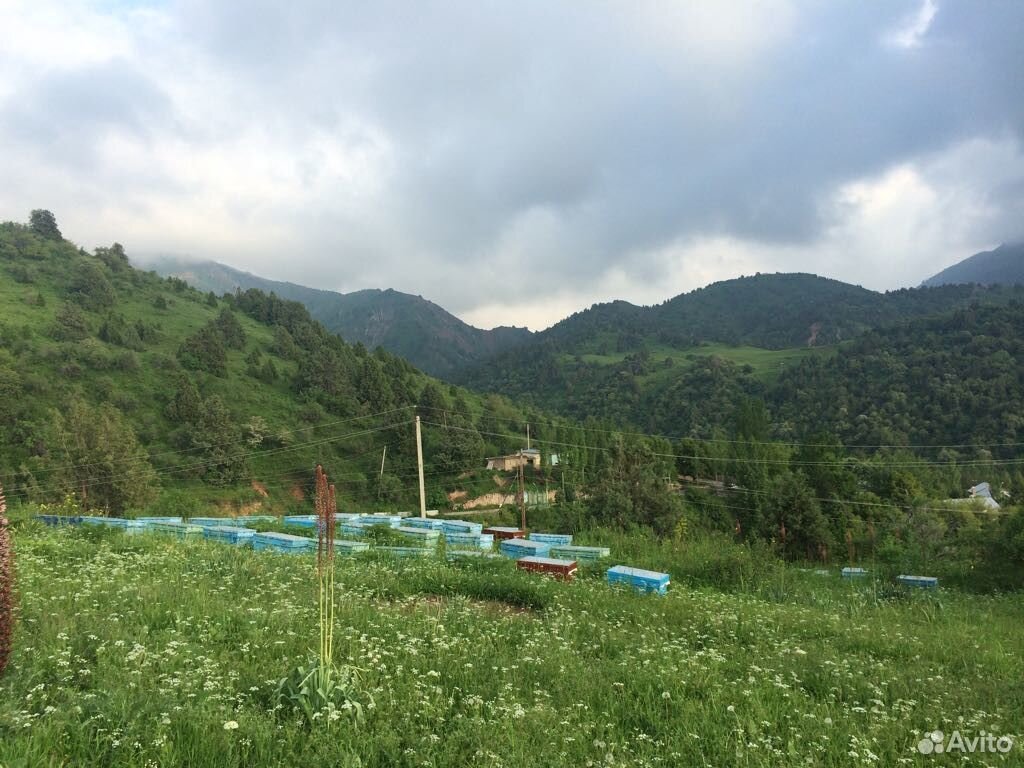 Пчёлы пакеты