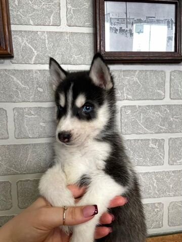 Щенки хаски