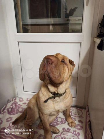 Шарпей девочка