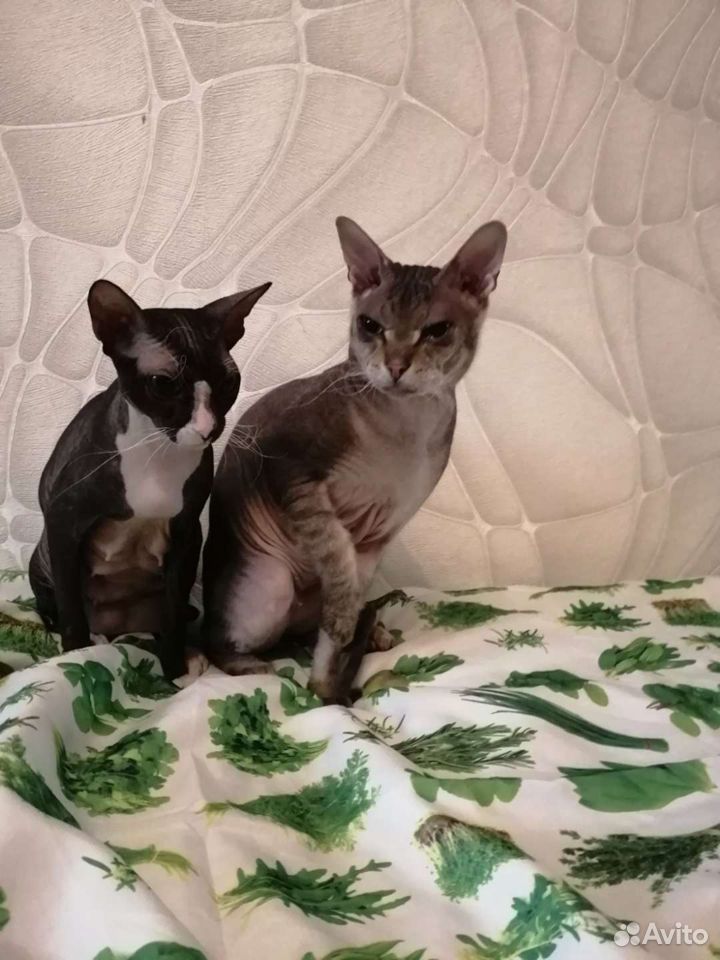 Кошка и кот велюровые сфиннсы можно по одному