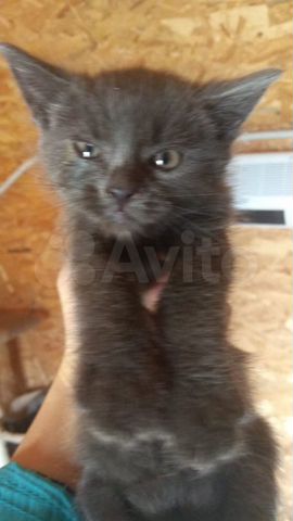 Метис русской голубой